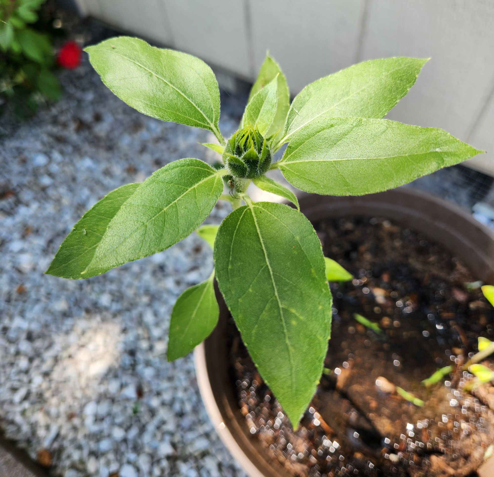 My Sunflowers Are Almost Blooming! – Chrissy's Fab 50's